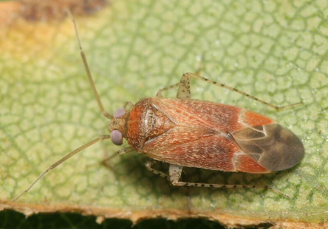 Psallus falleni